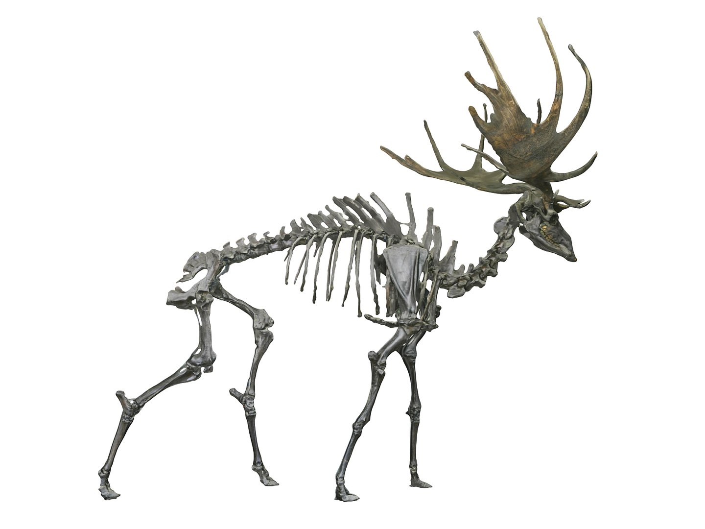 Wisent Skeleton Hd 3D Model - TurboSquid 1570920