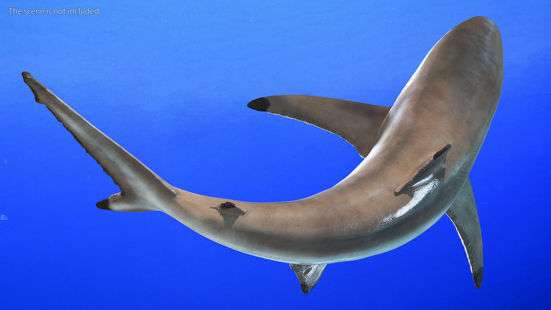 Realistic Spinner Shark Rigged For Maya 3D Model - TurboSquid 2276000