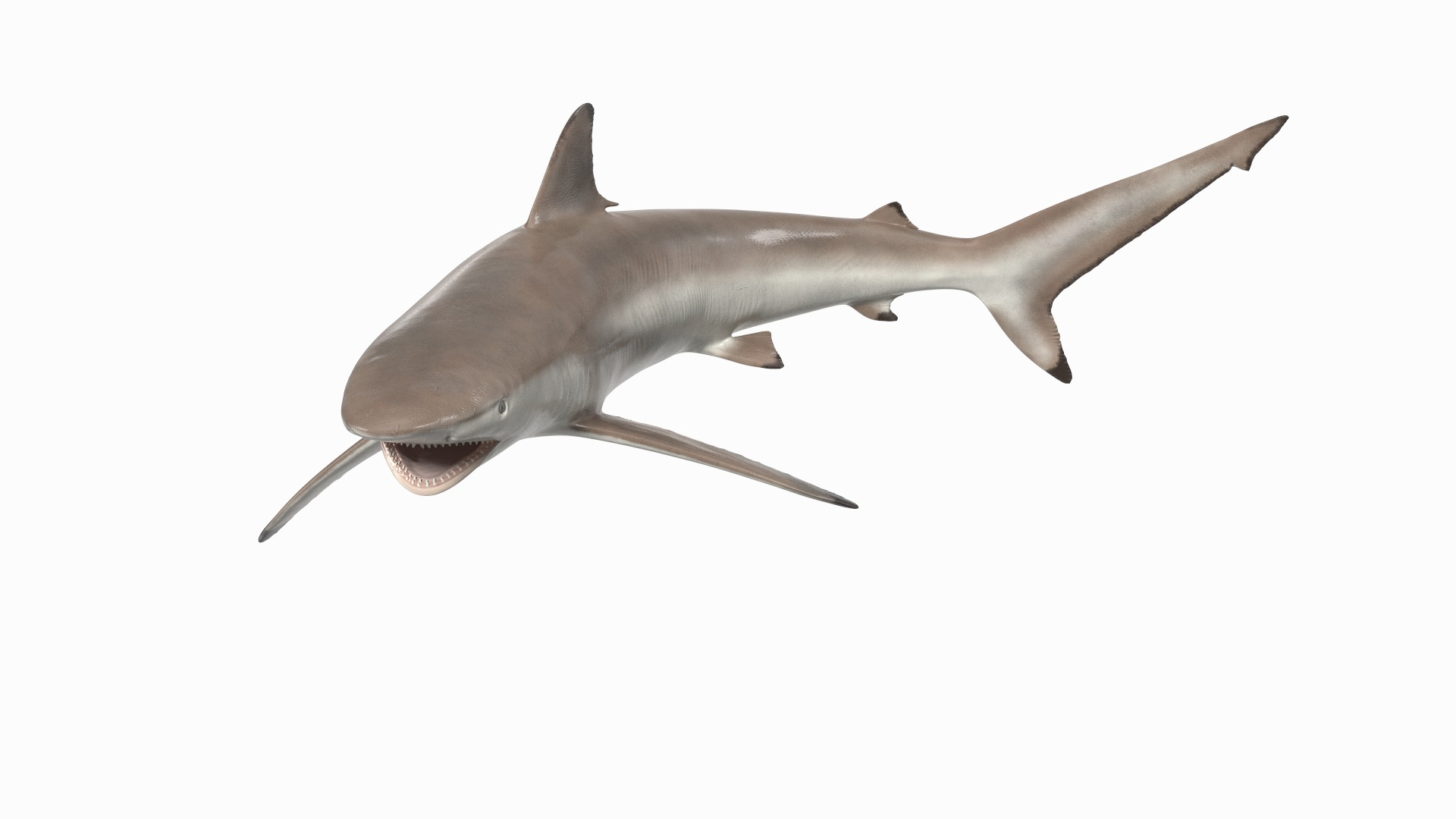 Realistic Spinner Shark Rigged For Maya 3D Model - TurboSquid 2276000