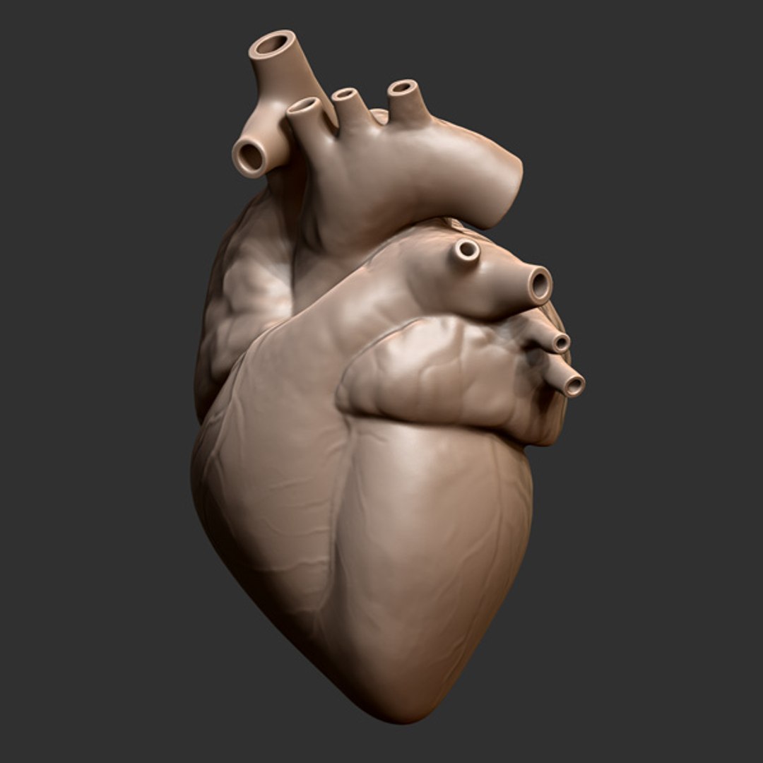 maya accurate printable human heart