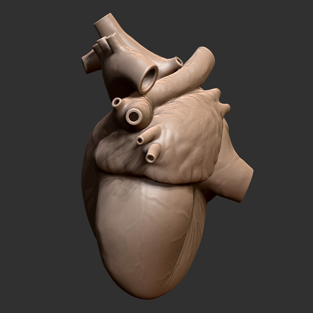 maya accurate printable human heart