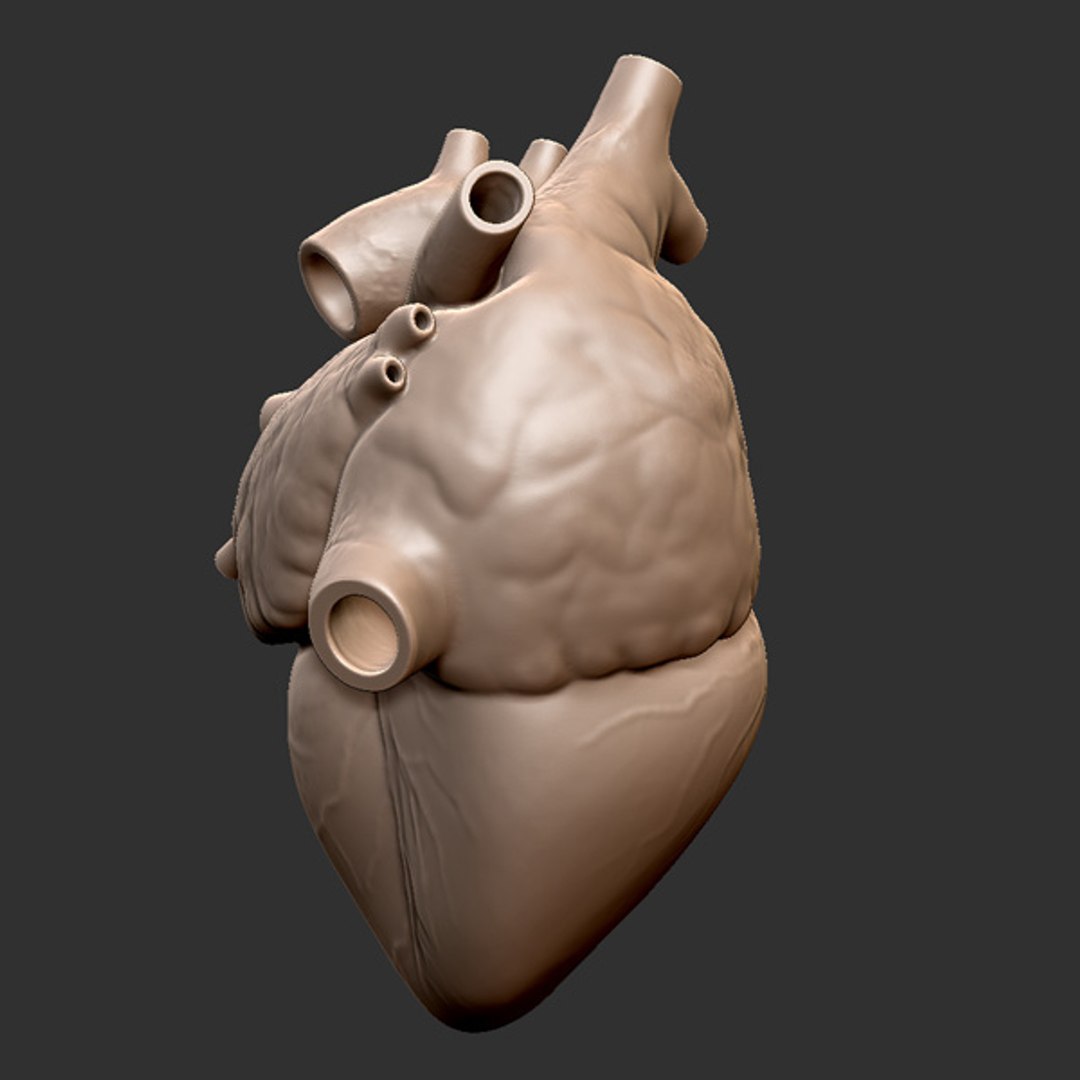 Printable Human Heart Real