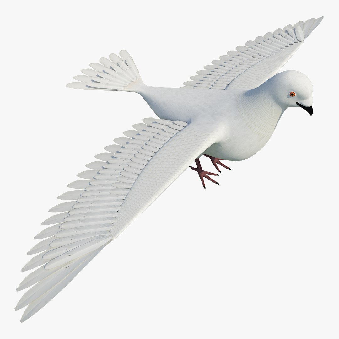 Dove 3D T Posed Printable Ready For Rigging 3D Model - TurboSquid 2066133