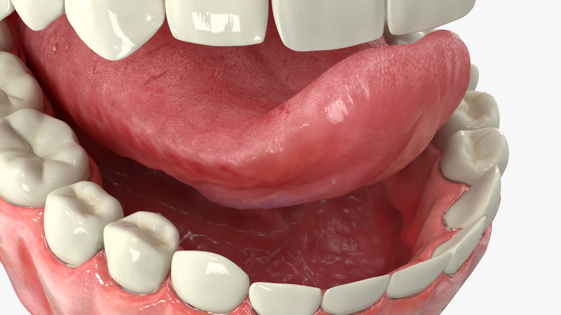 Realistic Human Mouth Rig 3ds MAX 3D model - TurboSquid 1916012