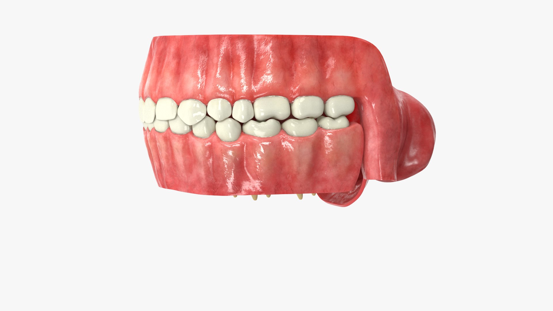 Realistic Human Mouth Rig 3ds MAX 3D model - TurboSquid 1916012