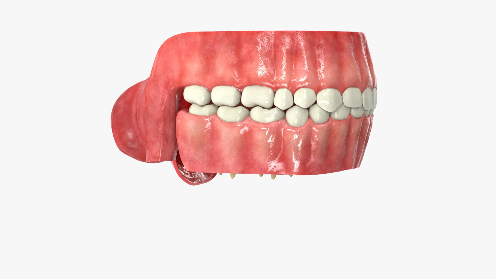 Realistic Human Mouth Rig 3ds MAX 3D model - TurboSquid 1916012