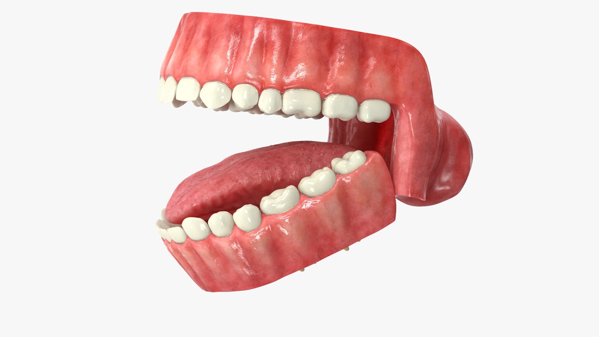 Realistic Human Mouth Rig 3ds MAX 3D model - TurboSquid 1916012