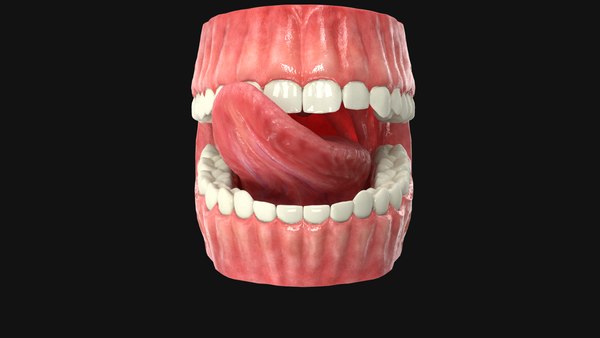 modelo 3d Plataforma de boca humana realista 3ds MAX - TurboSquid 1916012