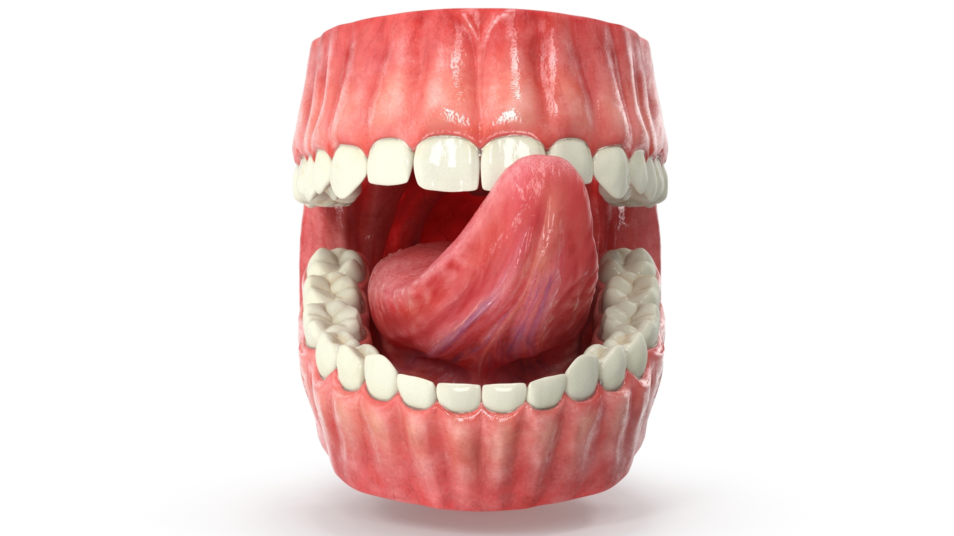 Realistic Human Mouth Rig 3ds MAX 3D Model - TurboSquid 1916012