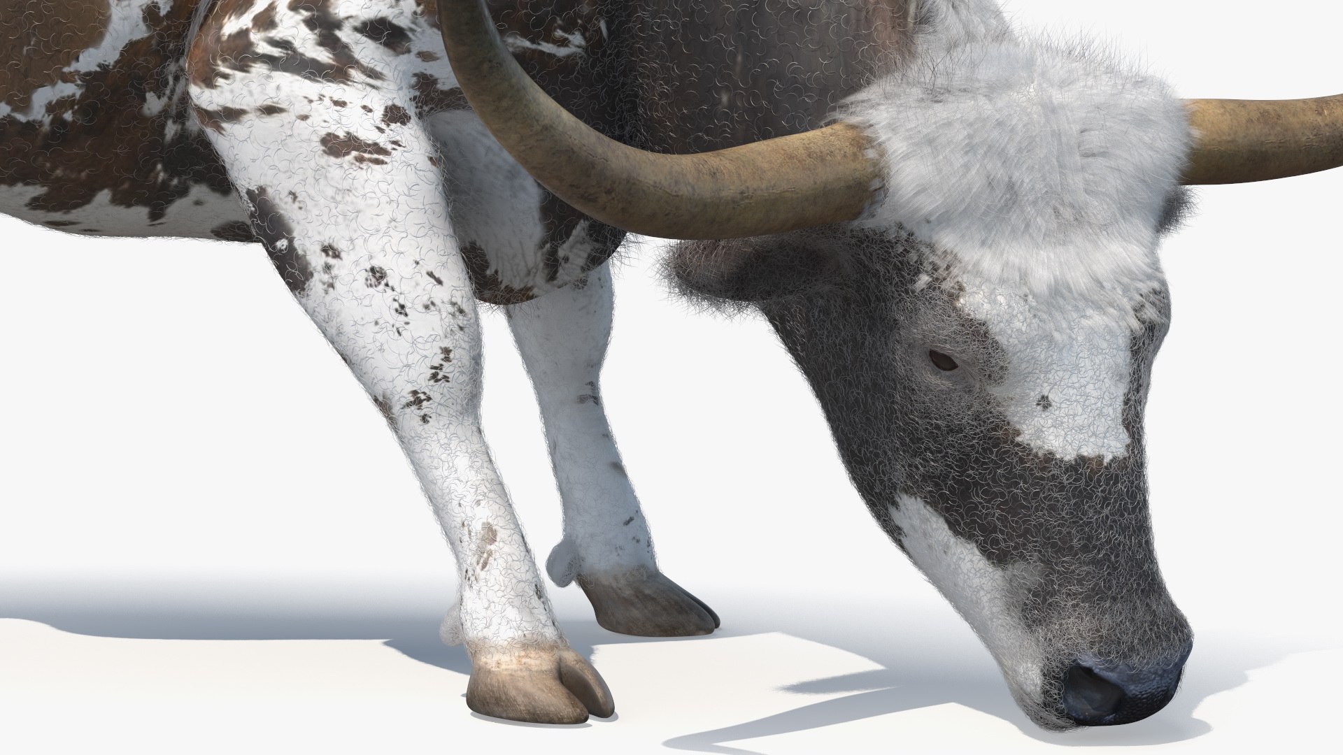 3D Texas Longhorn Cattle Mottled Brown Fur - TurboSquid 2180386