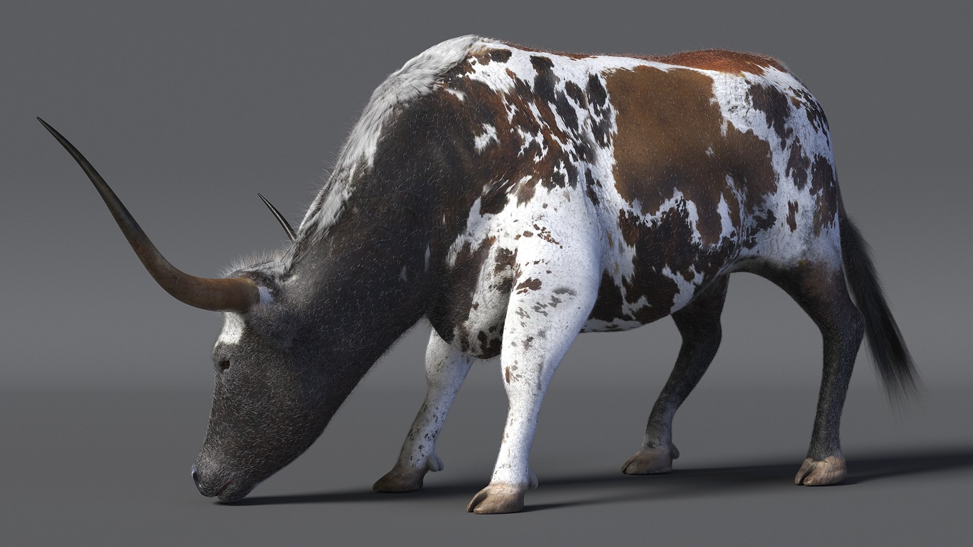 3D Texas Longhorn Cattle Mottled Brown Fur - TurboSquid 2180386