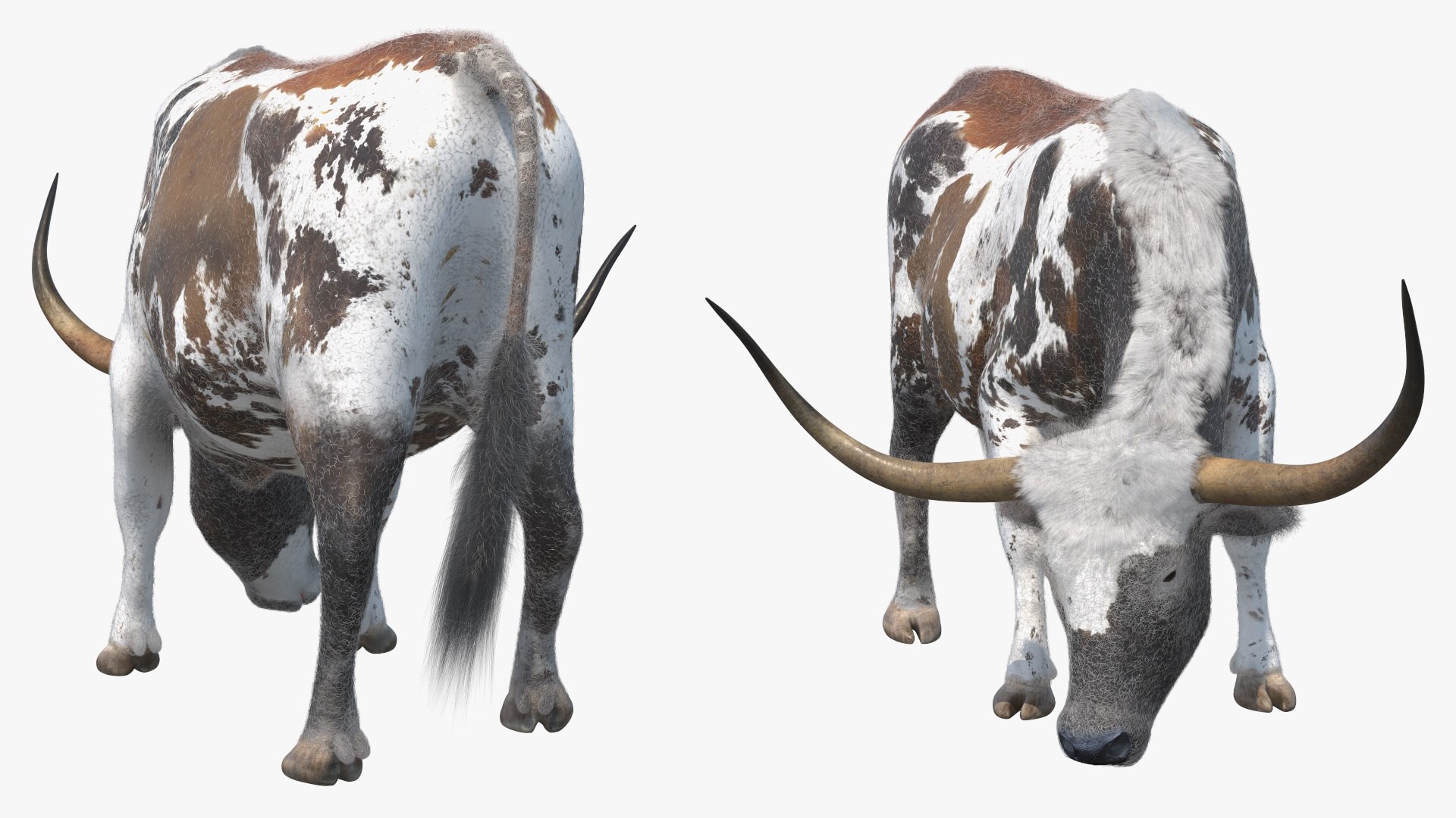 3D Texas Longhorn Cattle Mottled Brown Fur - TurboSquid 2180386