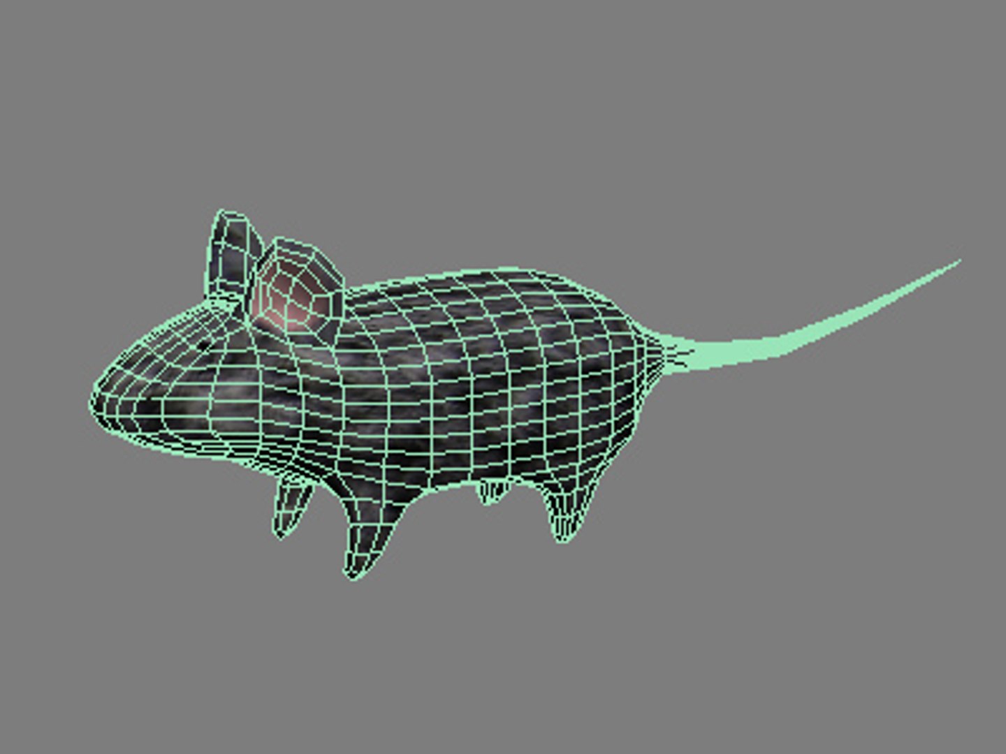 3d mouse animation bones model