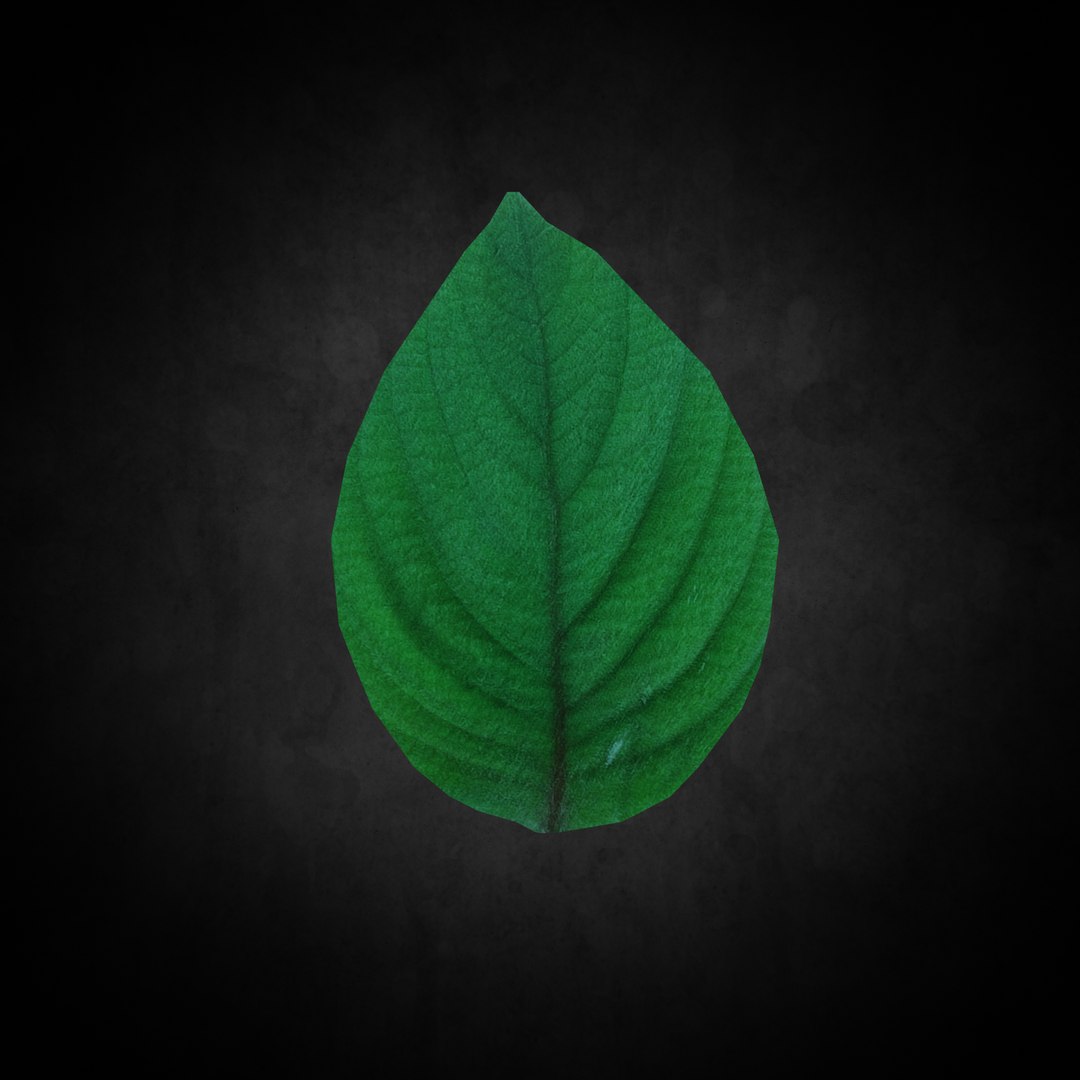 3D Low Poly Leaf 080 Model - TurboSquid 1852544