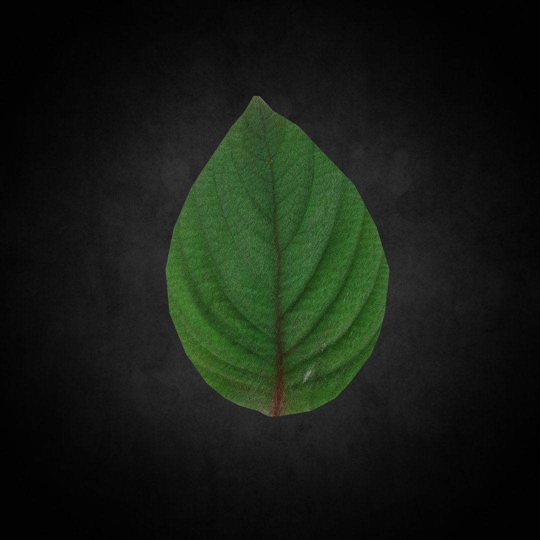 3D Low Poly Leaf 080 Model - TurboSquid 1852544