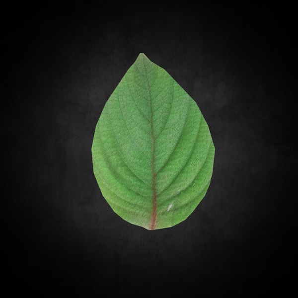 3D Low Poly Leaf 080 model - TurboSquid 1852544