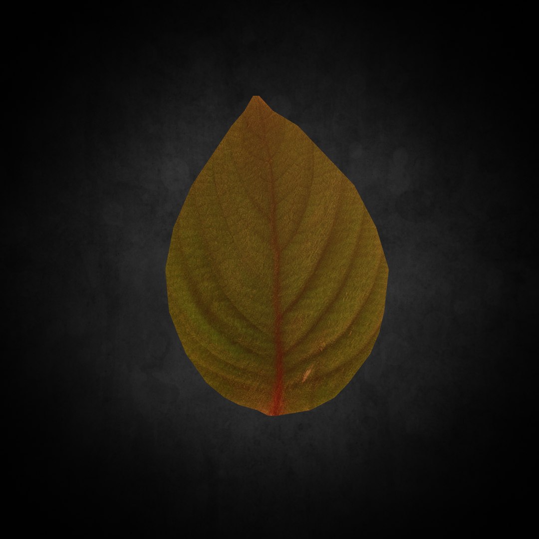 3D Low Poly Leaf 080 Model - TurboSquid 1852544