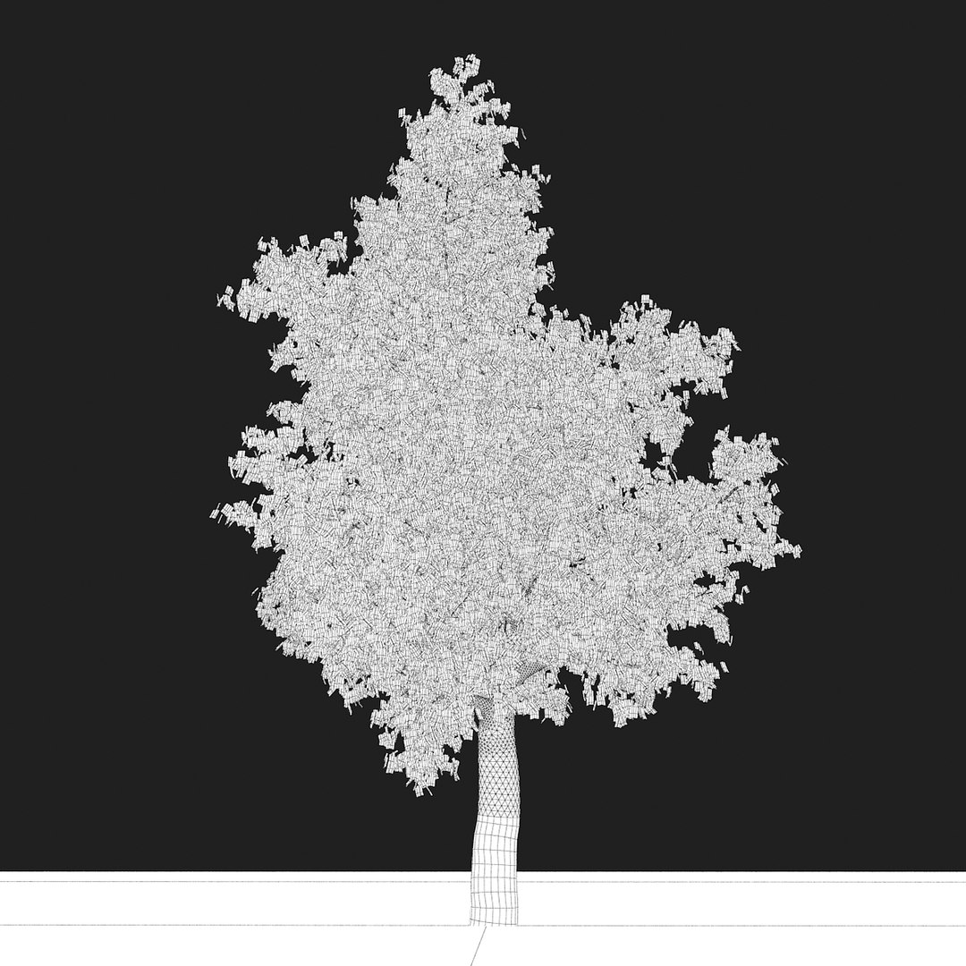 Platanus Tree Bark Max