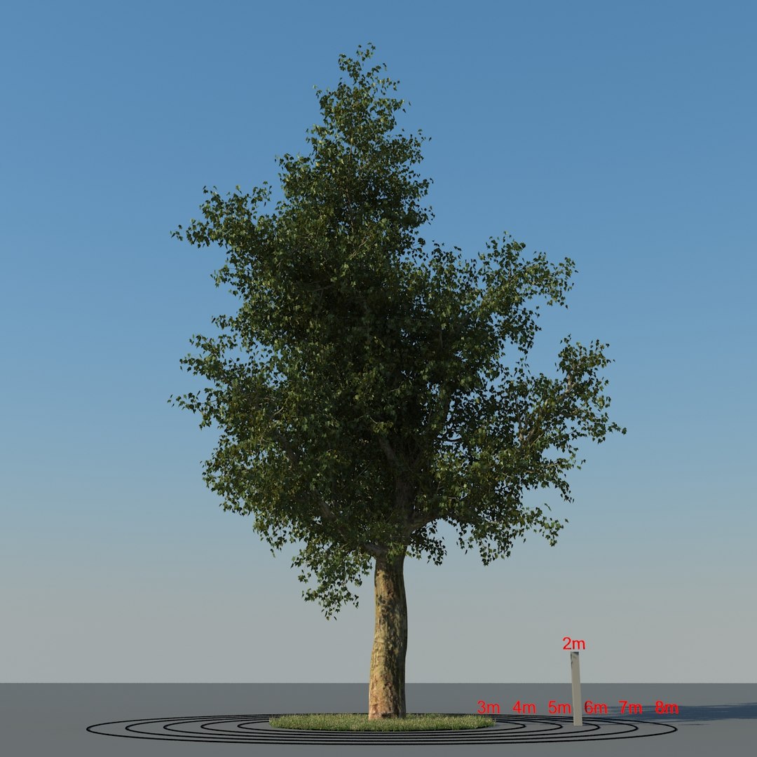 Platanus Tree Bark Max