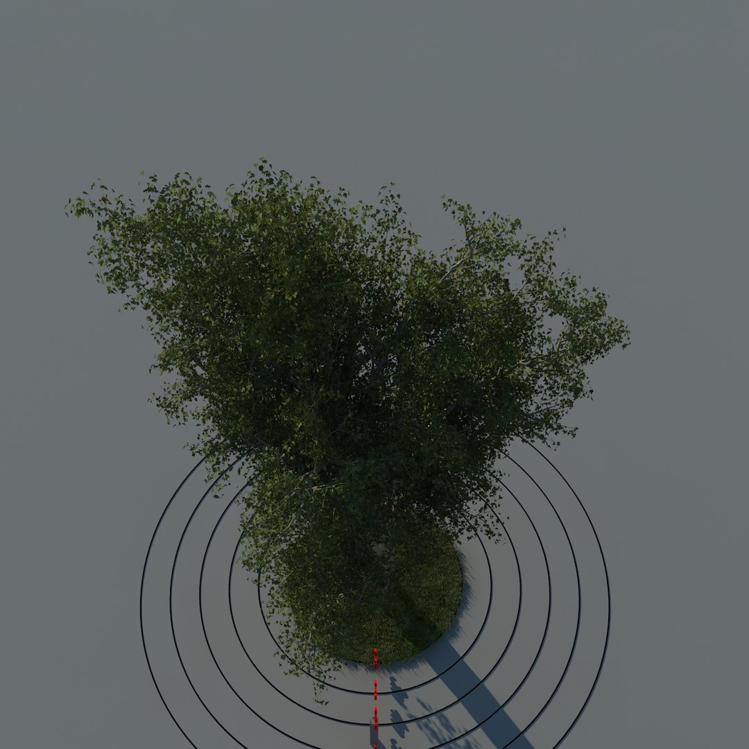 Platanus Tree Bark Max