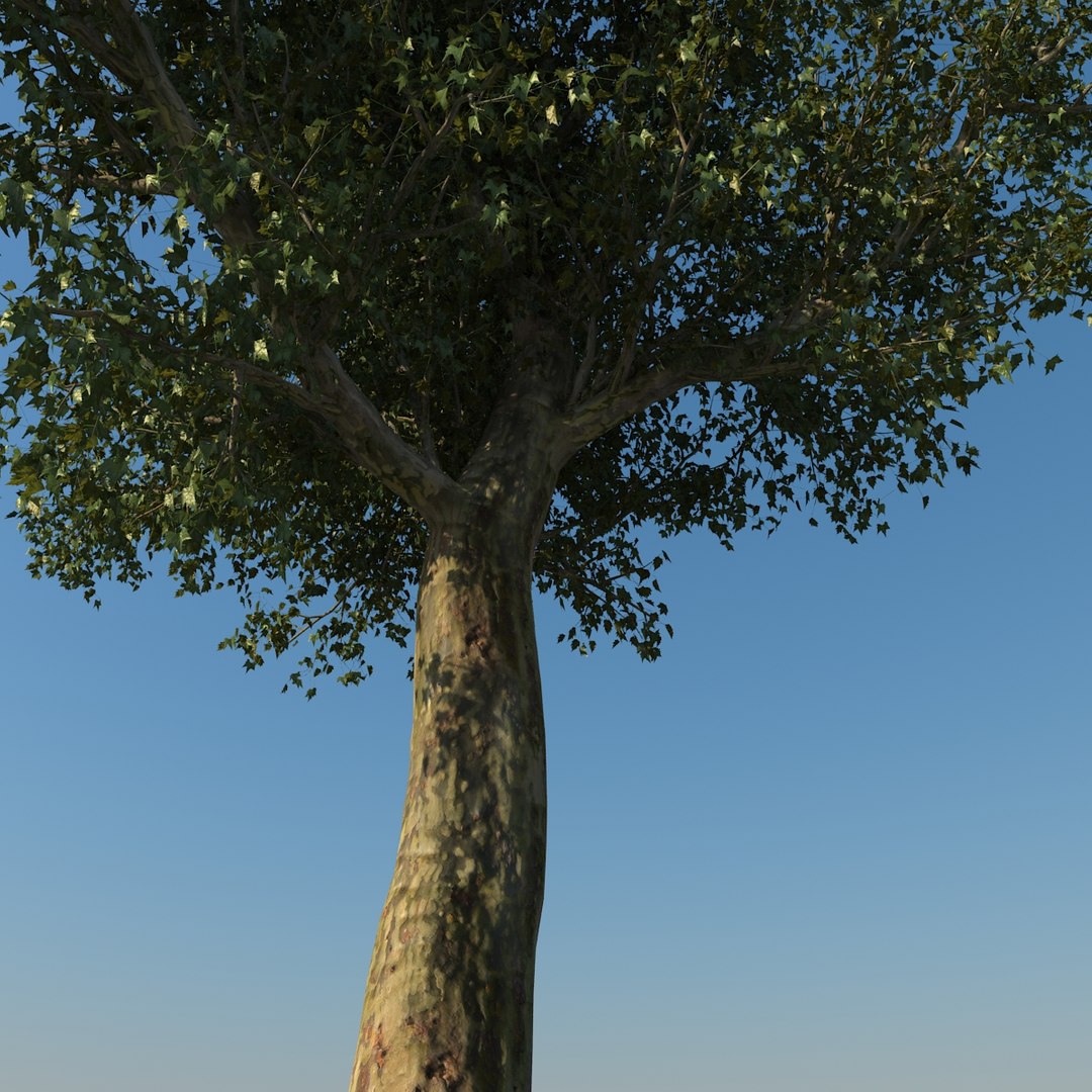 Platanus Tree Bark Max