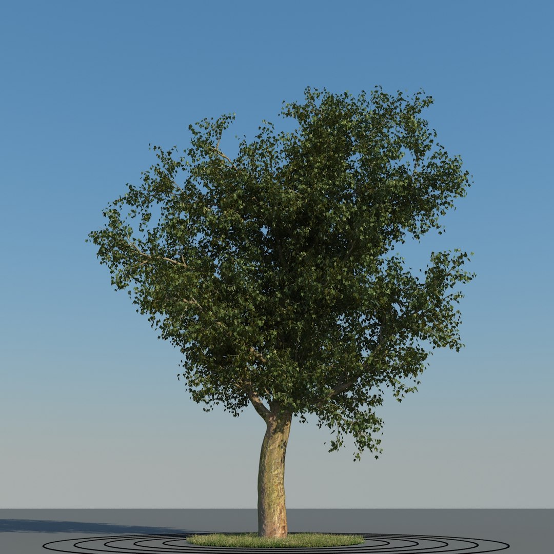 Platanus Tree Bark Max