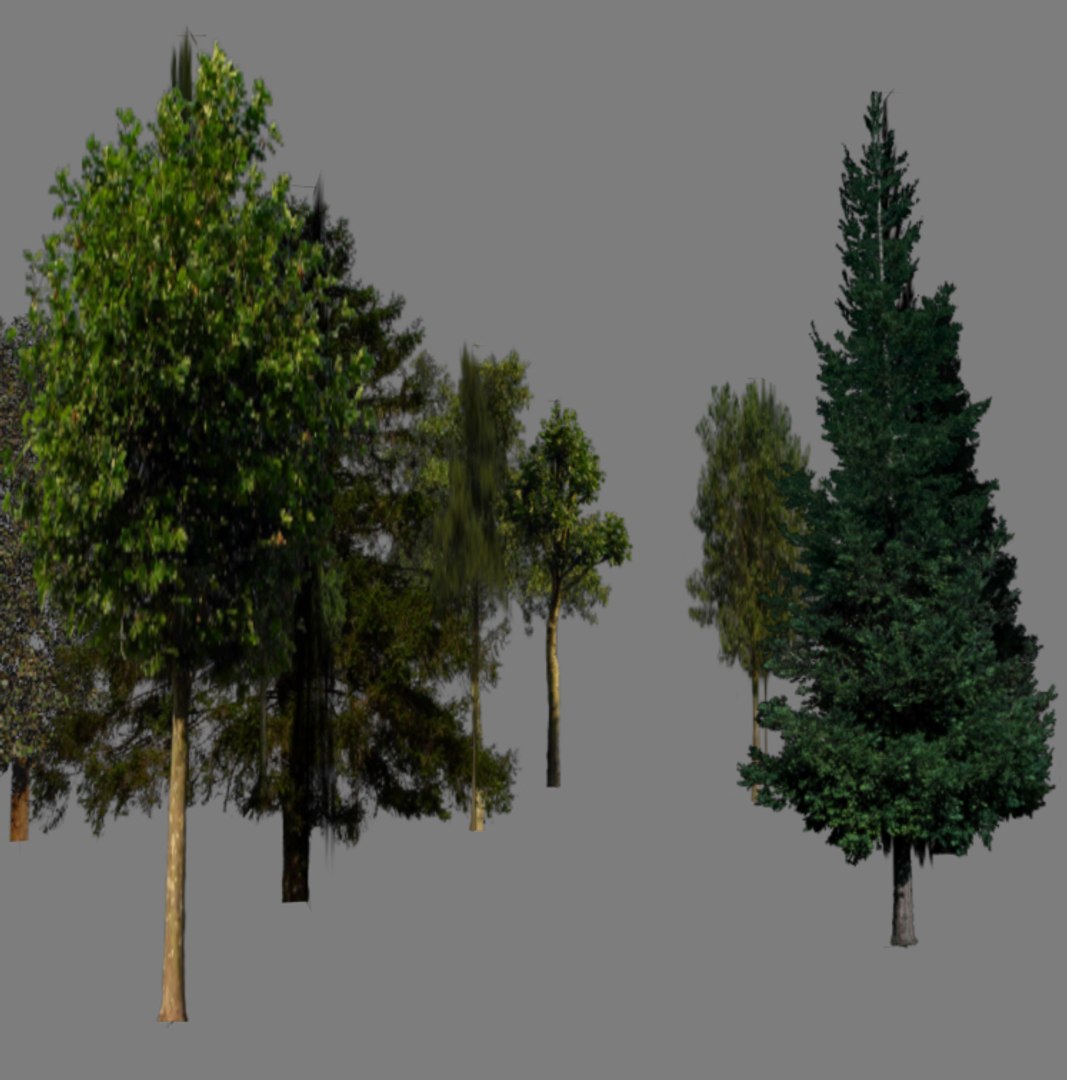 3d Tree Branch Model