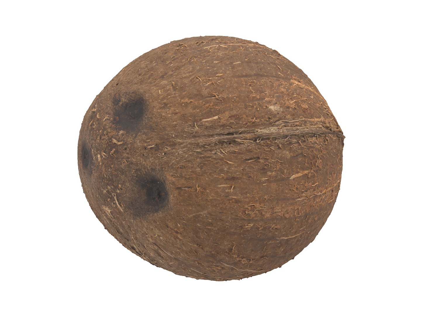 3D Model Photorealistic Scanned Coconut - TurboSquid 1377901
