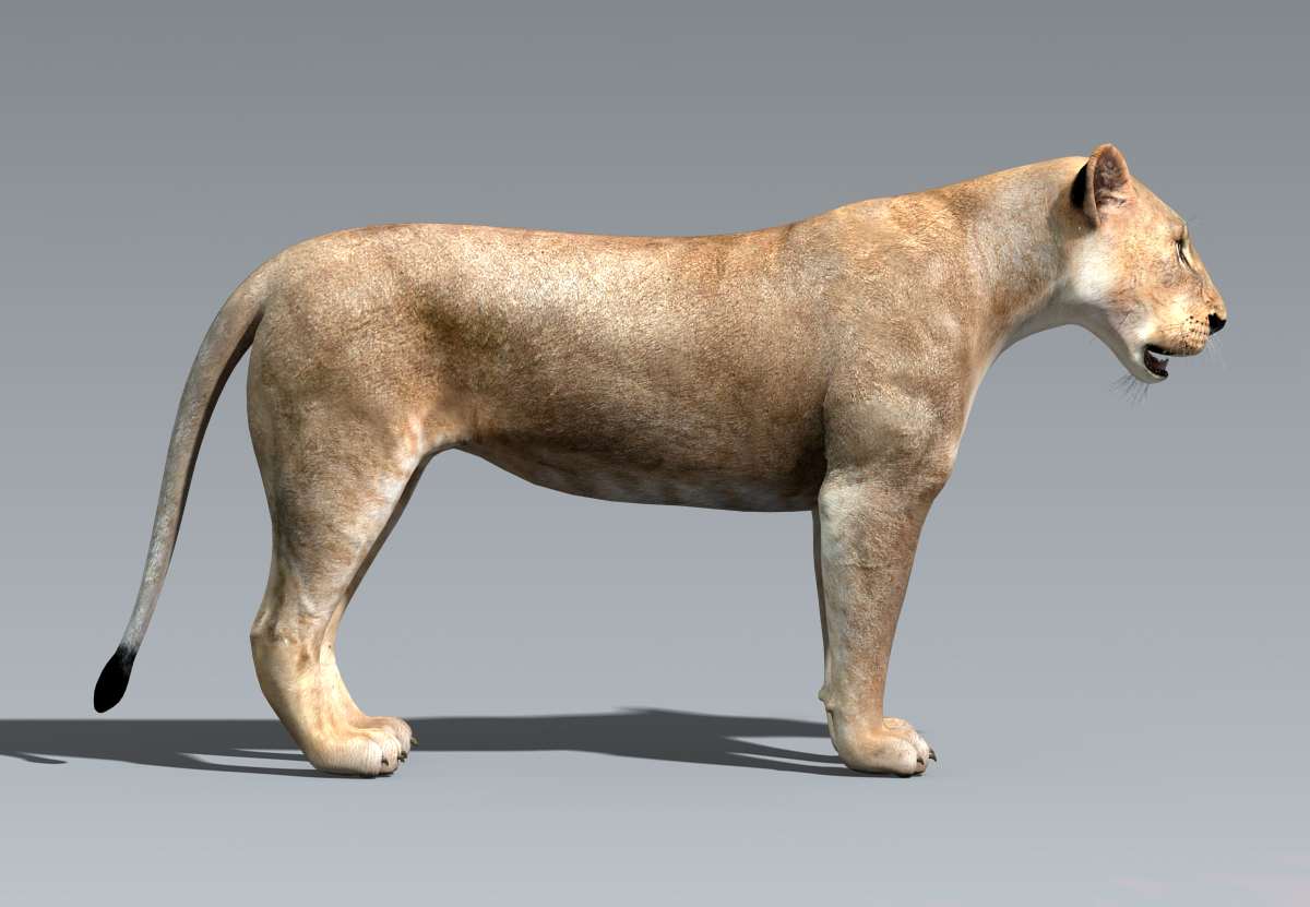 lioness rigging fur 3d max
