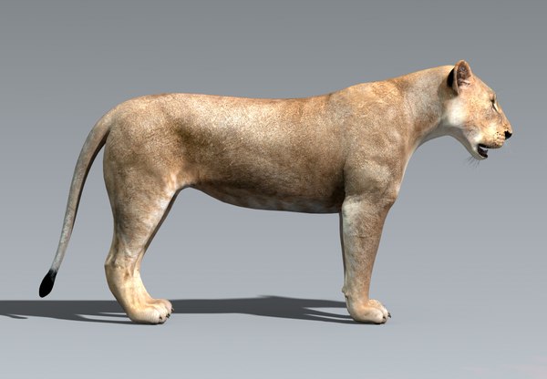 lioness rigging fur 3d max