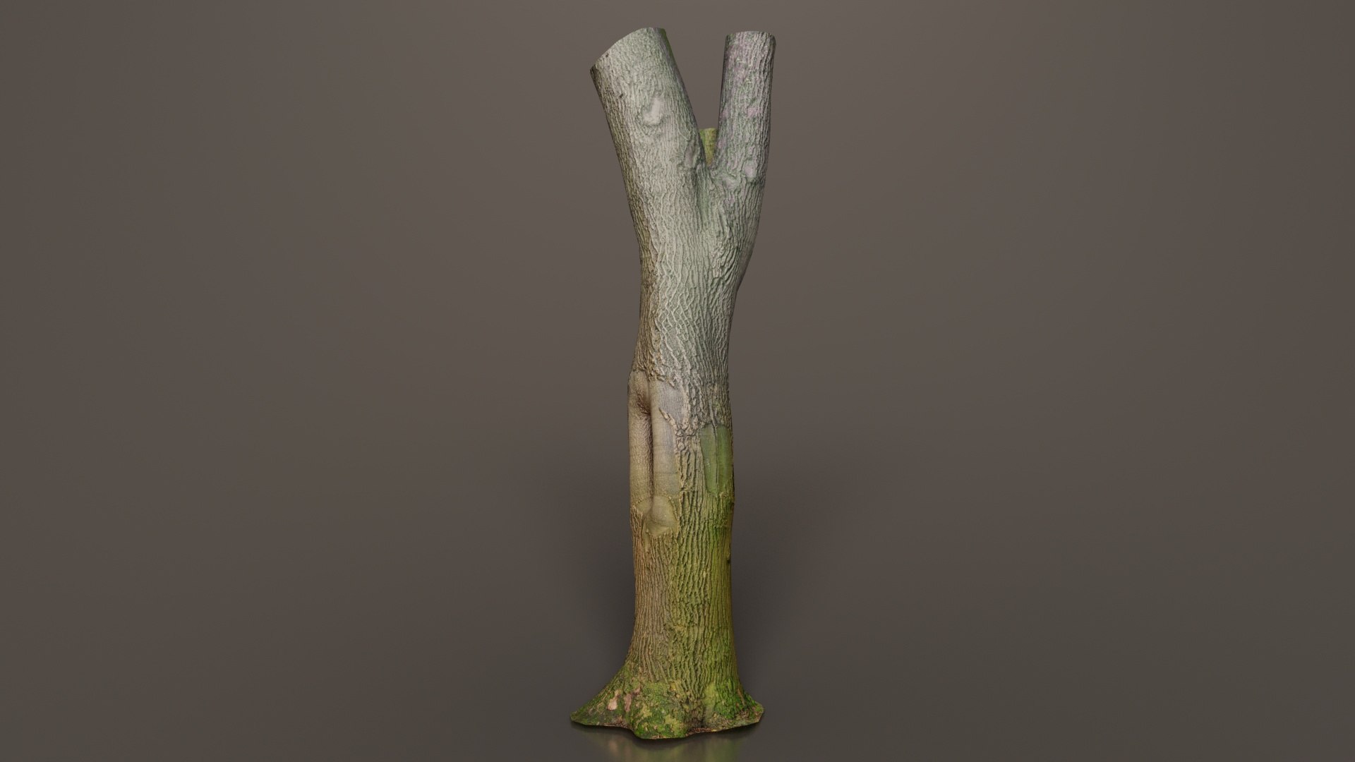 3D Hole Tree Trunk Remastered - TurboSquid 2363163