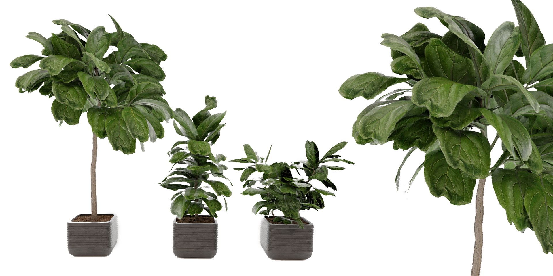 Collection Plant Vol 18 - Blender Model 3D Model - TurboSquid 2063000