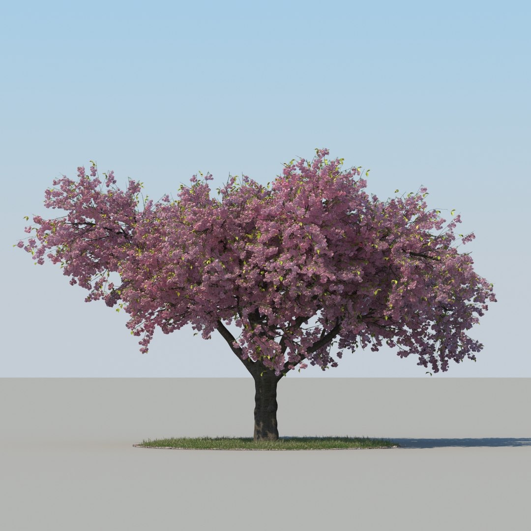 3d Model Realistic Cherry Tree