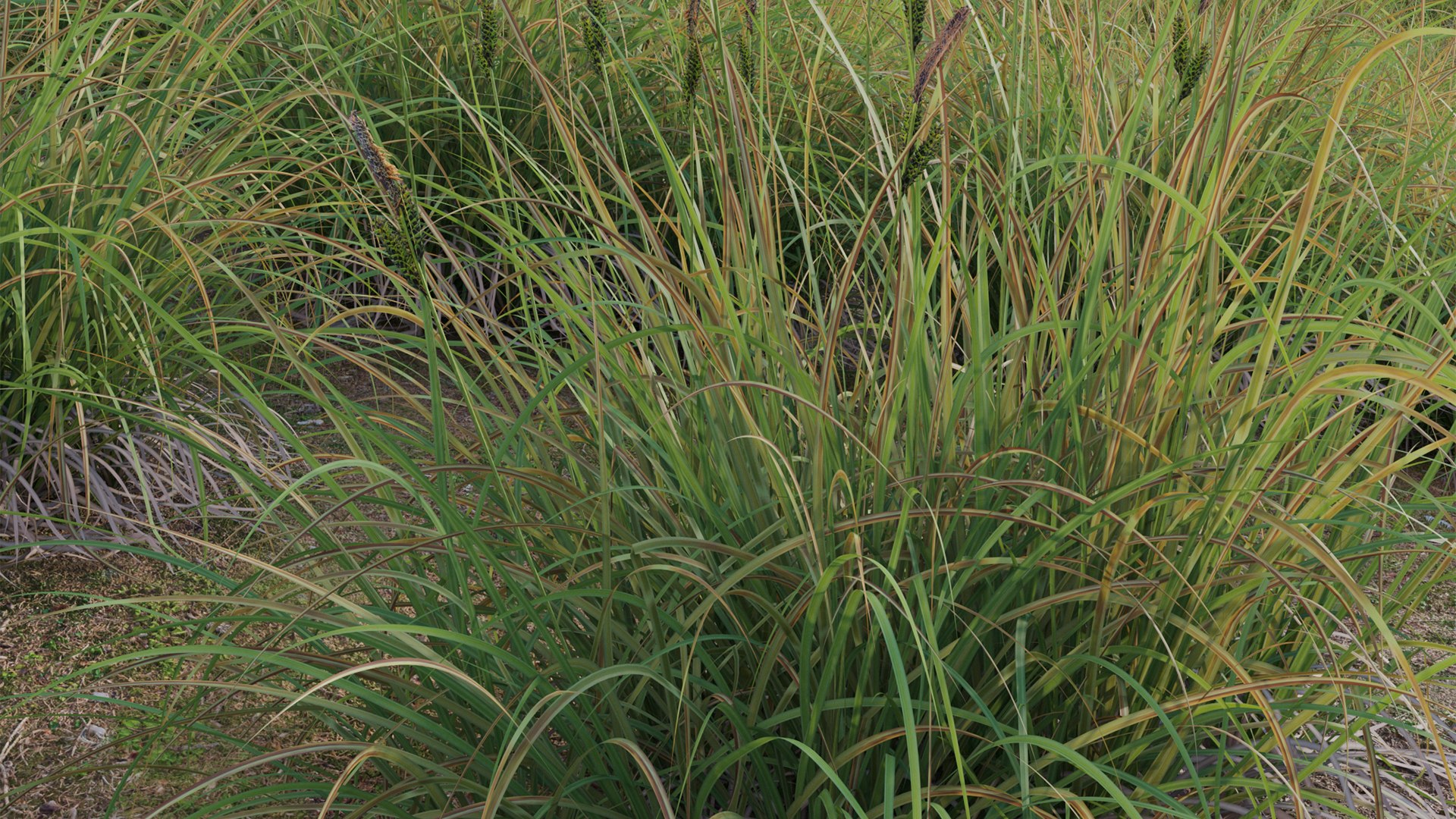 3D Carex Elata - Bowles Golden Sedge - TurboSquid 2274811