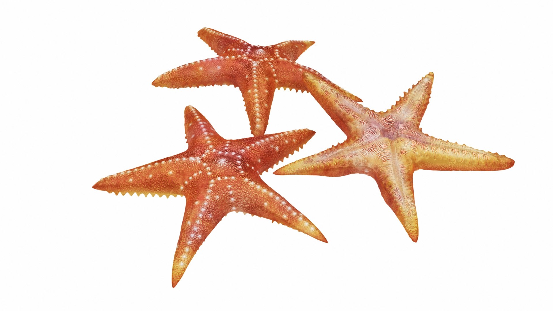 Realistic Star Fish and Cartoon Star Fish Collection 3D model ...