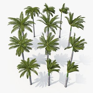 royal palm tree max