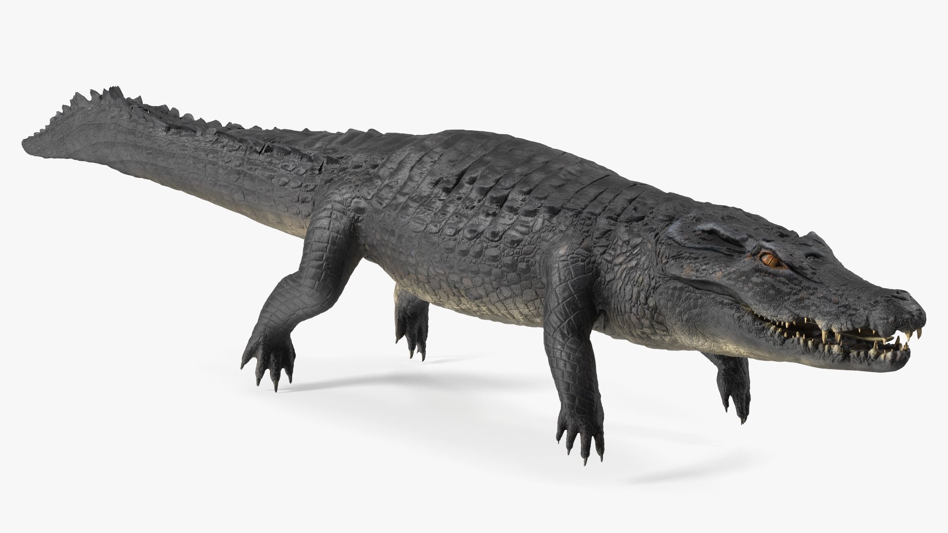 3D Melanosuchus Niger Rigged For Cinema 4D - TurboSquid 2221926