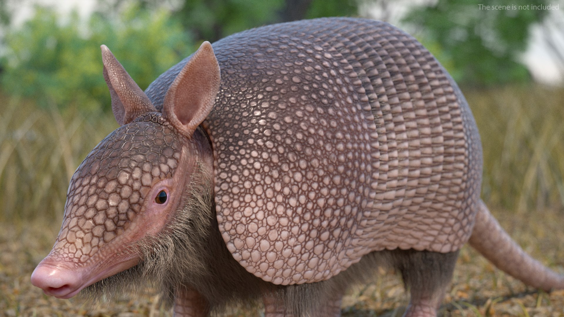 3D Armadillo Pink Fur For Maya - TurboSquid 2391993