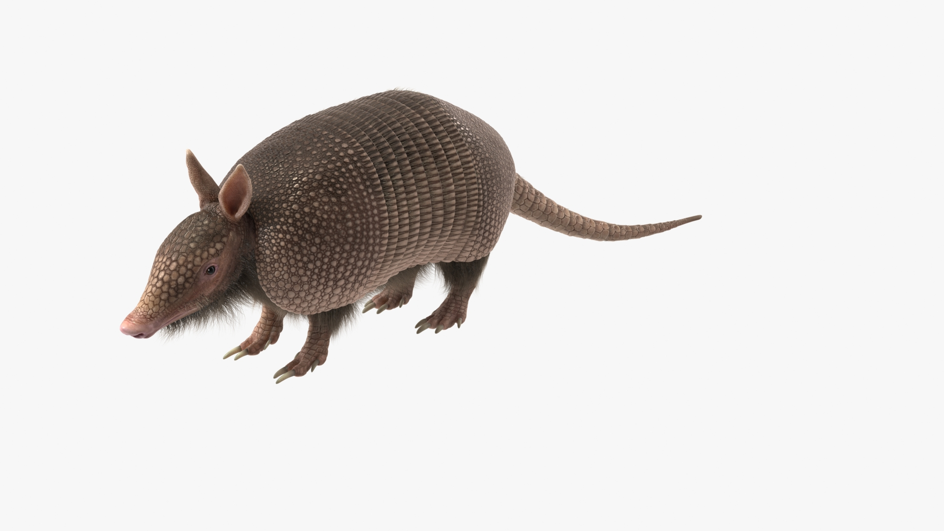 3D Armadillo Pink Fur For Maya - TurboSquid 2391993