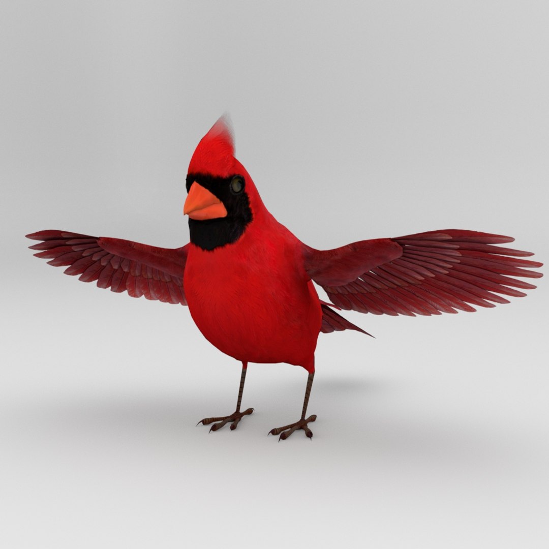 3D 3D Bird Pack Northern Cardinal Male and Female - TurboSquid 1856277