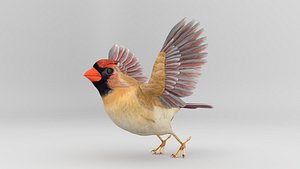Download Free & Premium Cardinal 3D Models | TurboSquid