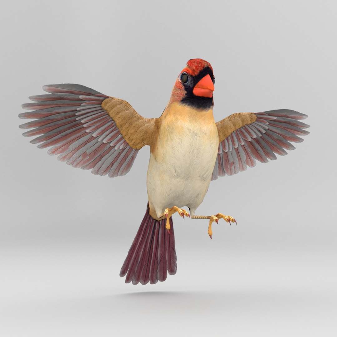 3D 3D Bird Pack Northern Cardinal Male and Female - TurboSquid 1856277