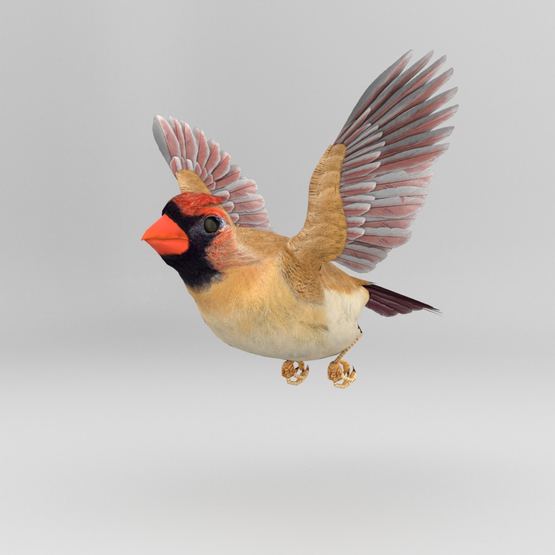 3D 3D Bird Pack Northern Cardinal Male and Female - TurboSquid 1856277