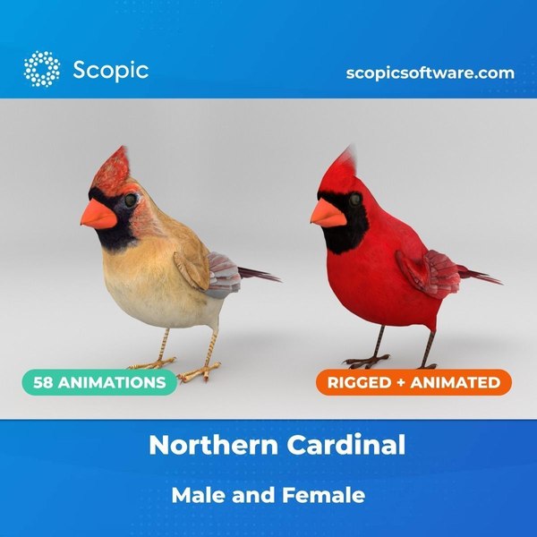 3D 3D Bird Pack Northern Cardinal Male and Female - TurboSquid 1856277