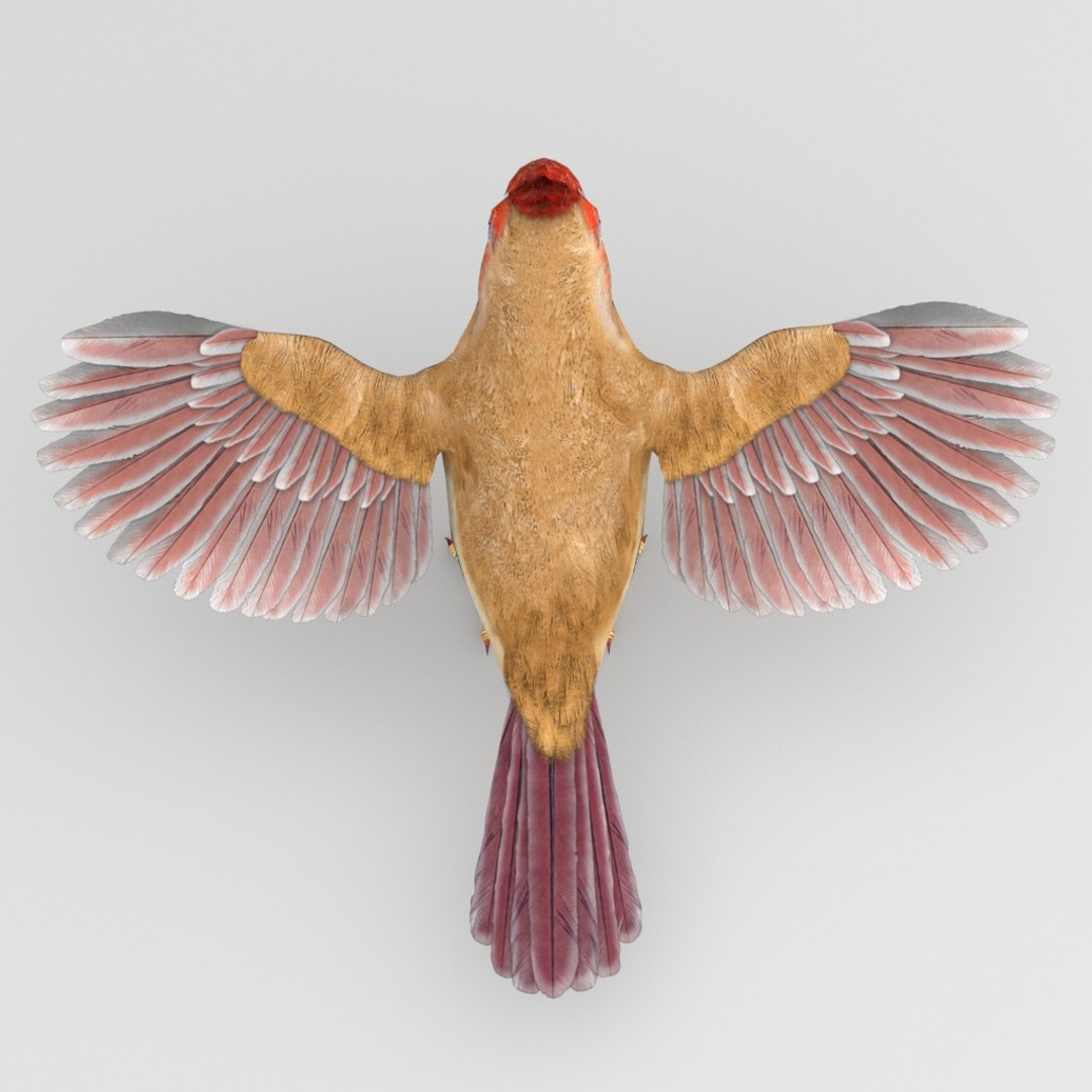 3D 3D Bird Pack Northern Cardinal Male and Female - TurboSquid 1856277