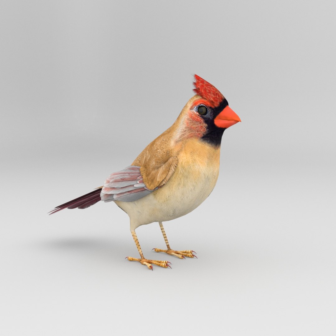 3D 3D Bird Pack Northern Cardinal Male and Female - TurboSquid 1856277