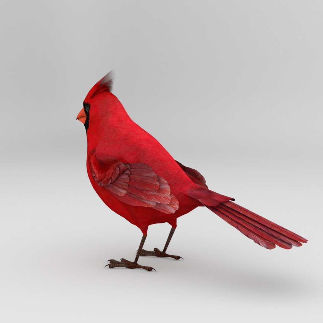 3D 3D Bird Pack Northern Cardinal Male and Female - TurboSquid 1856277