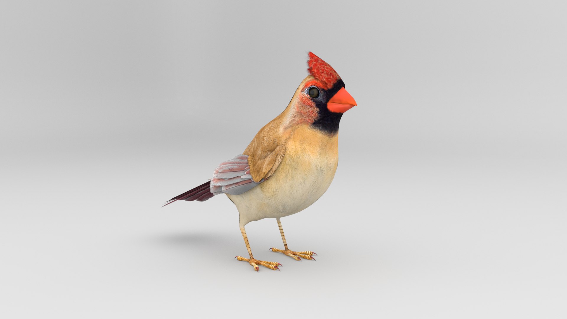 3D 3D Bird Pack Northern Cardinal Male and Female - TurboSquid 1856277