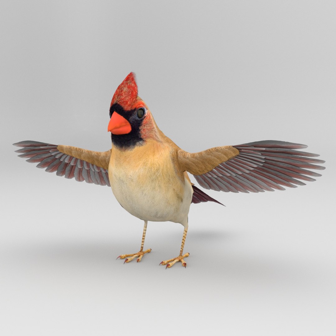 3D 3D Bird Pack Northern Cardinal Male and Female - TurboSquid 1856277