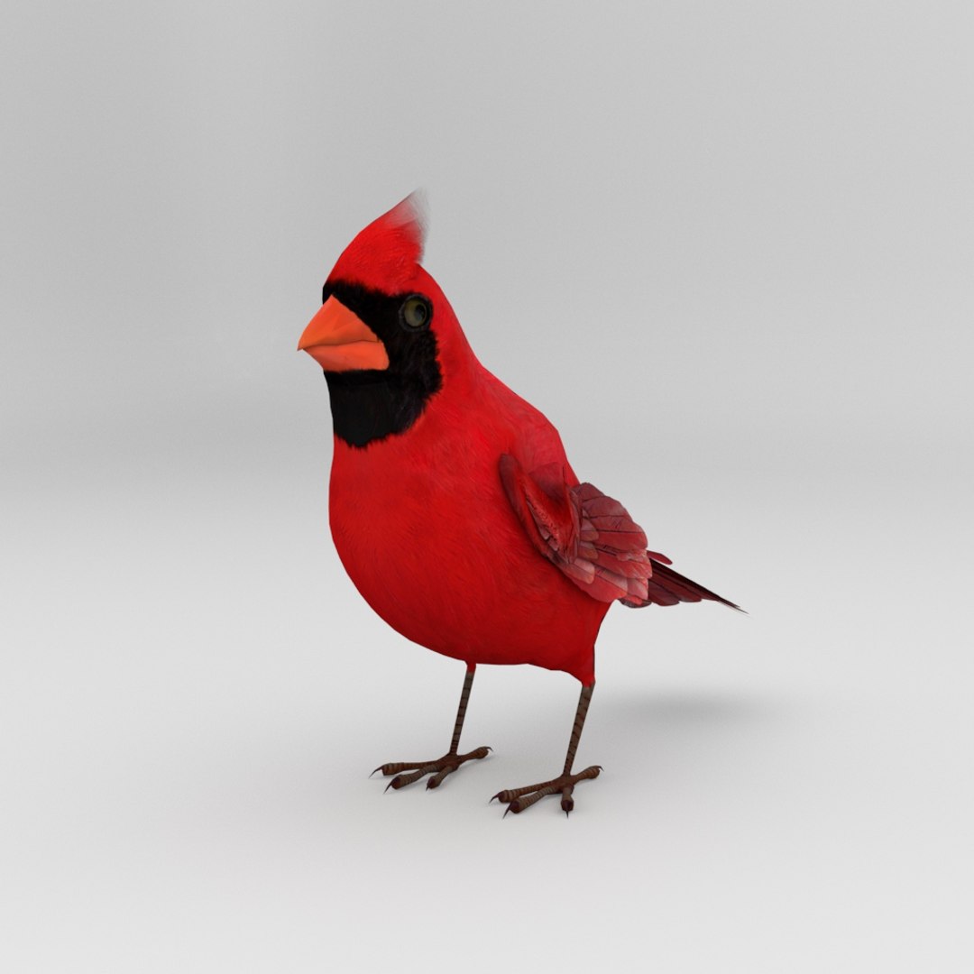 3D 3D Bird Pack Northern Cardinal Male and Female - TurboSquid 1856277